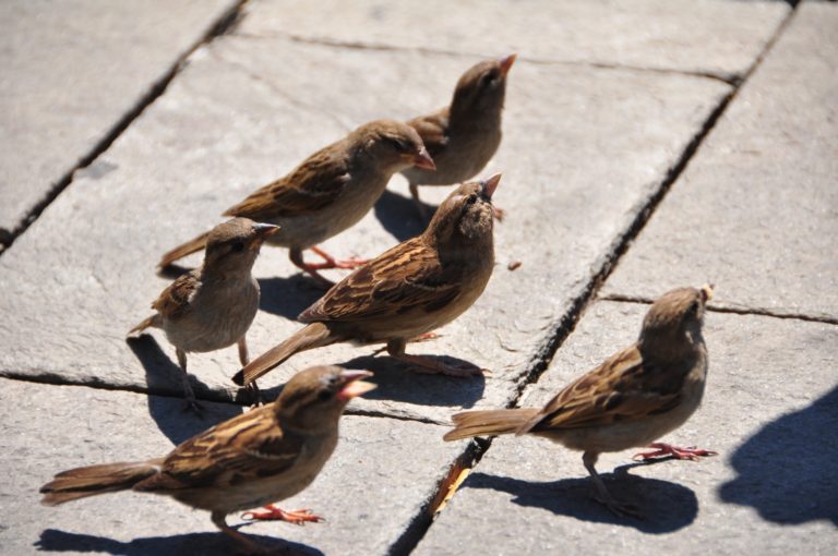 Spatzen füttern – BeAns Blog